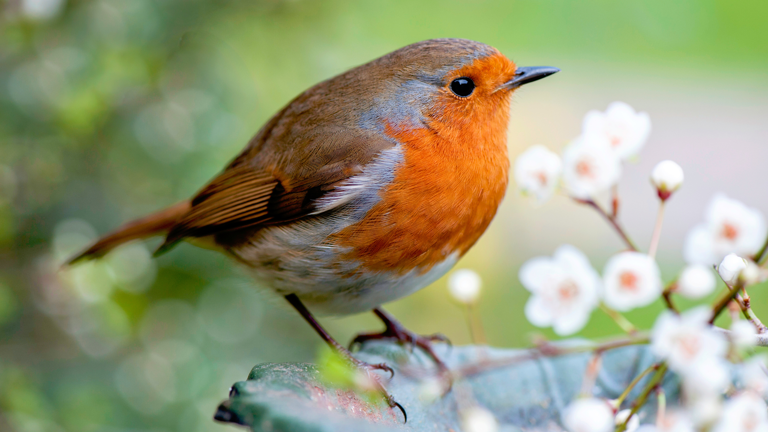 1 fruit you should leave in your bird feeder if you want robins to ...