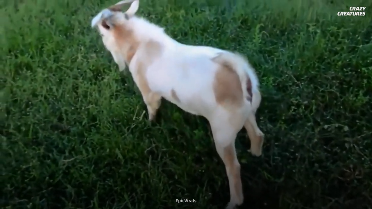 The strange condition that makes these goats collapse without warning