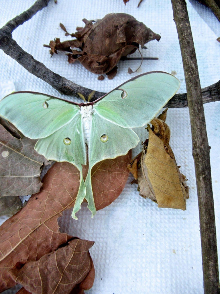 Over the garden gate: Leave the leaves