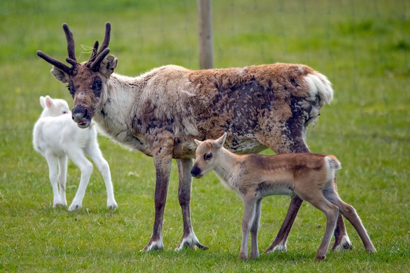 Somerset Reindeer Ranch speaks out after council row