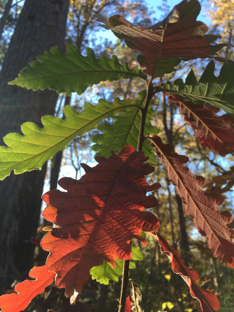 Winter is the perfect time to diversify with these 8 native trees