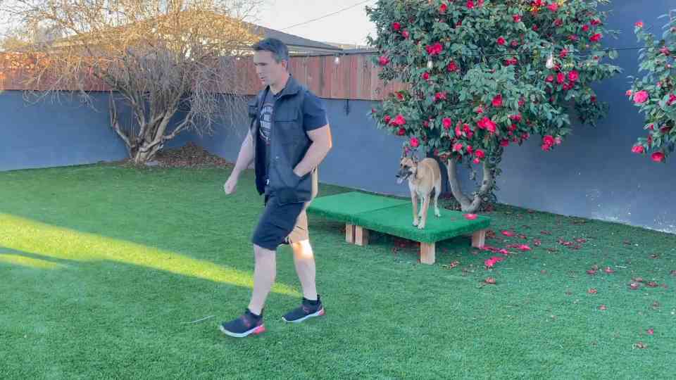 How a single day of training unlocked a dog’s ability to find hidden keys