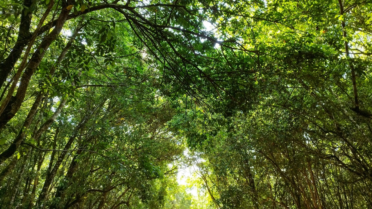 This country is 93% forest, and most people have never heard of it