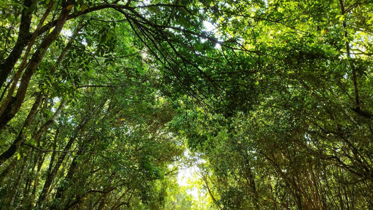 This country is 93% forest, and most people have never heard of it