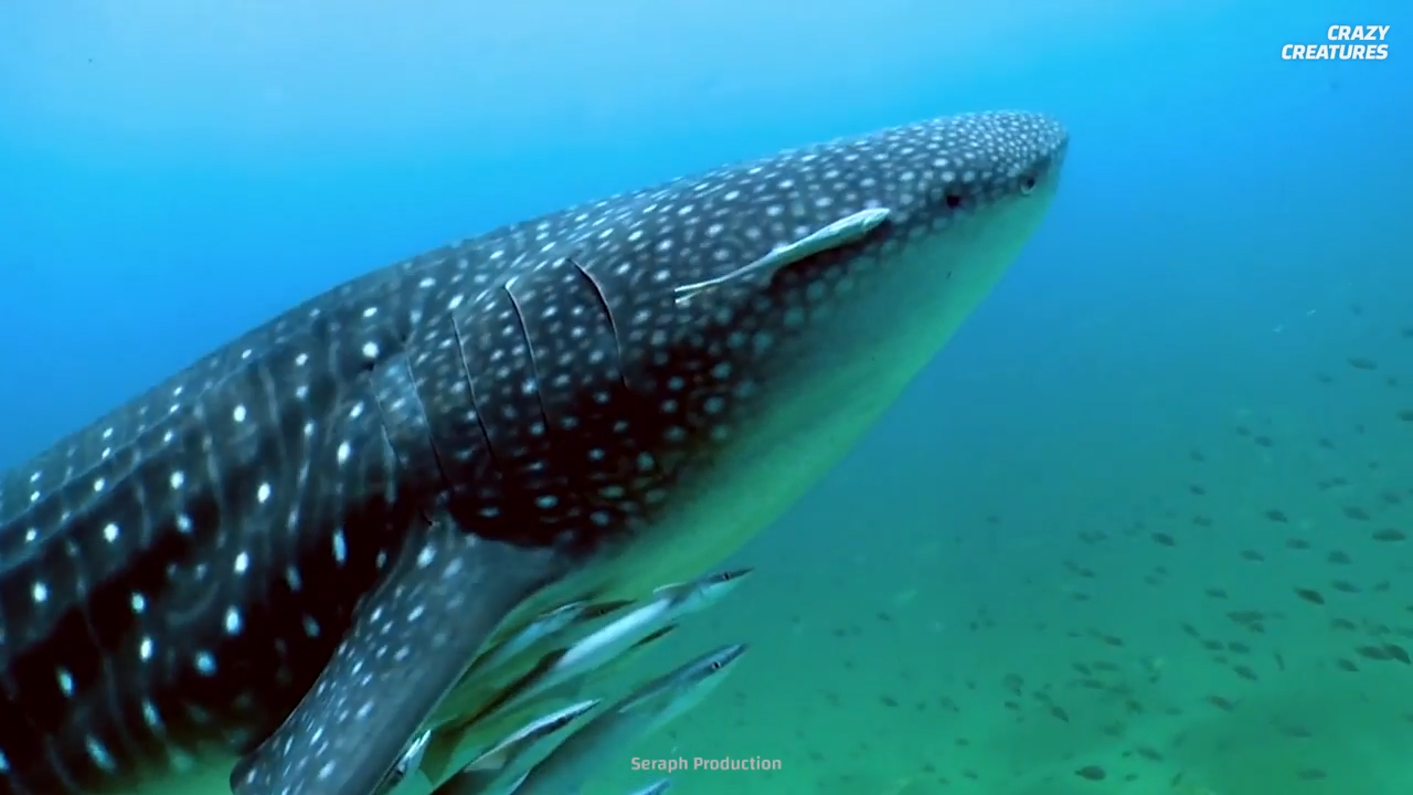 The fish that survives by latching onto sharks in the open sea