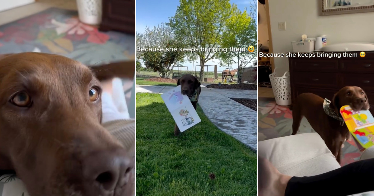 Video: Dog loves bringing owner kids' books for story time