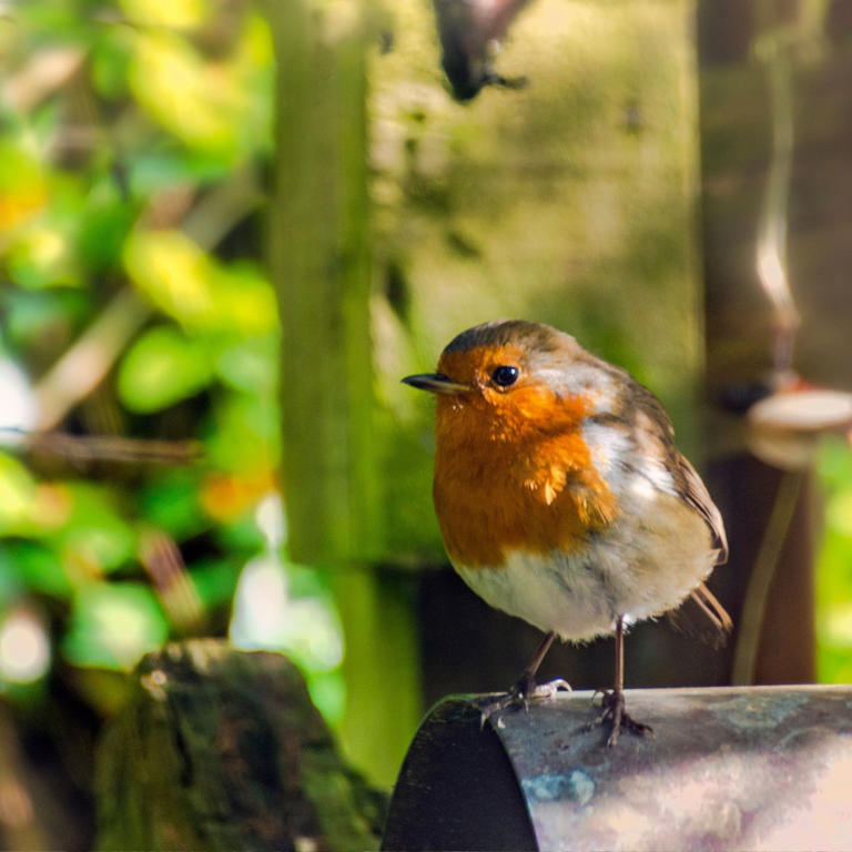 1 fruit you should leave in your bird feeder if you want robins to ...