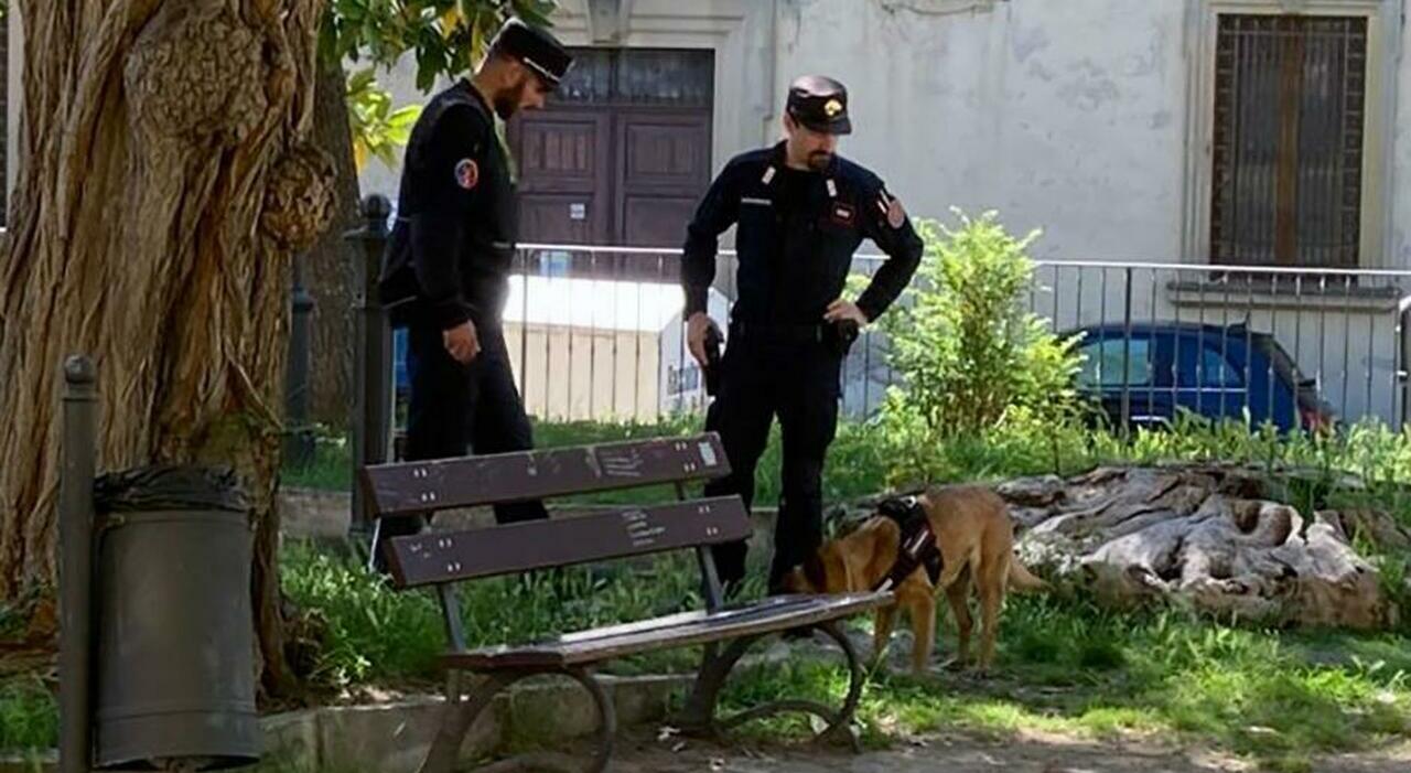 Sos polpette avvelenate, scattano le indagini. Quattro cani dal ...