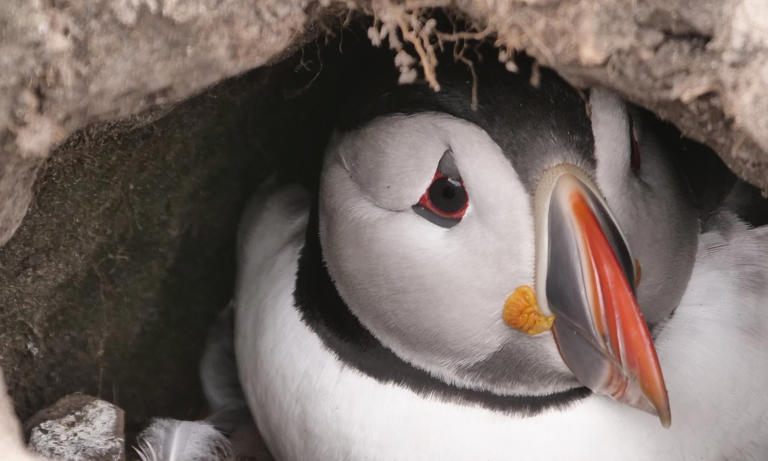 Puffins are plummeting! Heartbreak as birds numbers on Farne Islands dive