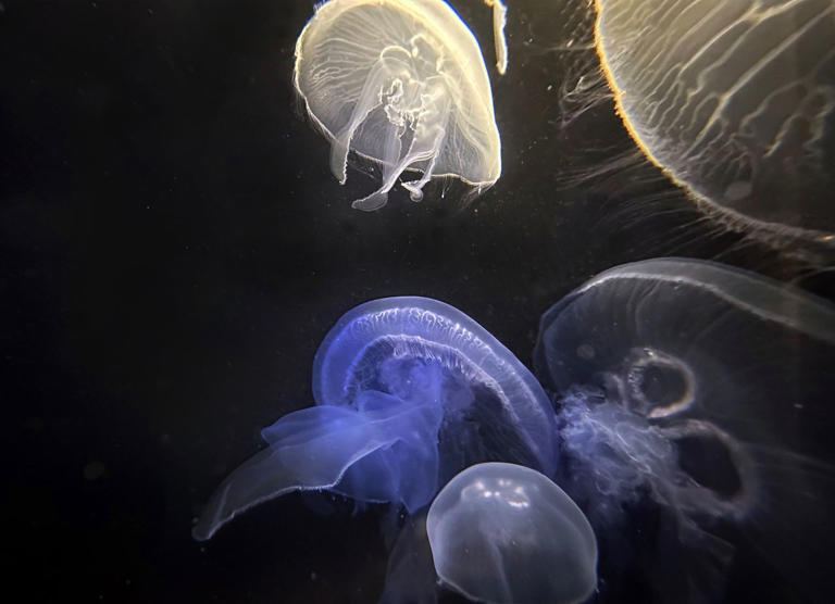 What sea lice bites look like and how to treat them