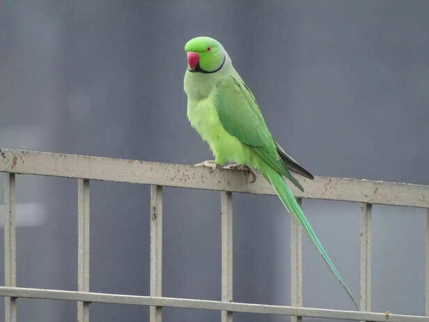 4 Best Talking Birds to Keep as Pets