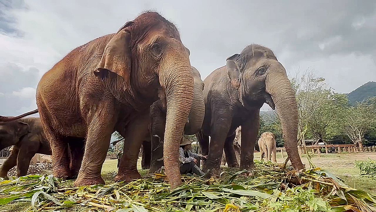 Thailand sanctuary cares for traumatized elephants near Chiang Mai