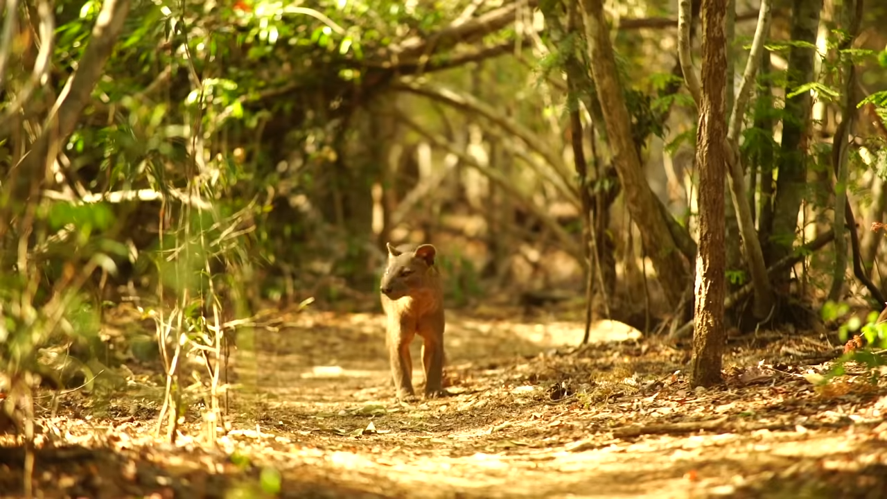 Fossa - the lightning-fast hunter shaping Madagascar’s fragile ecosystem