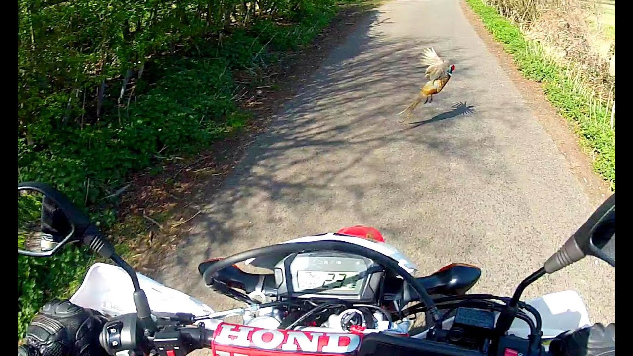 Pednor loop on the CRF250L