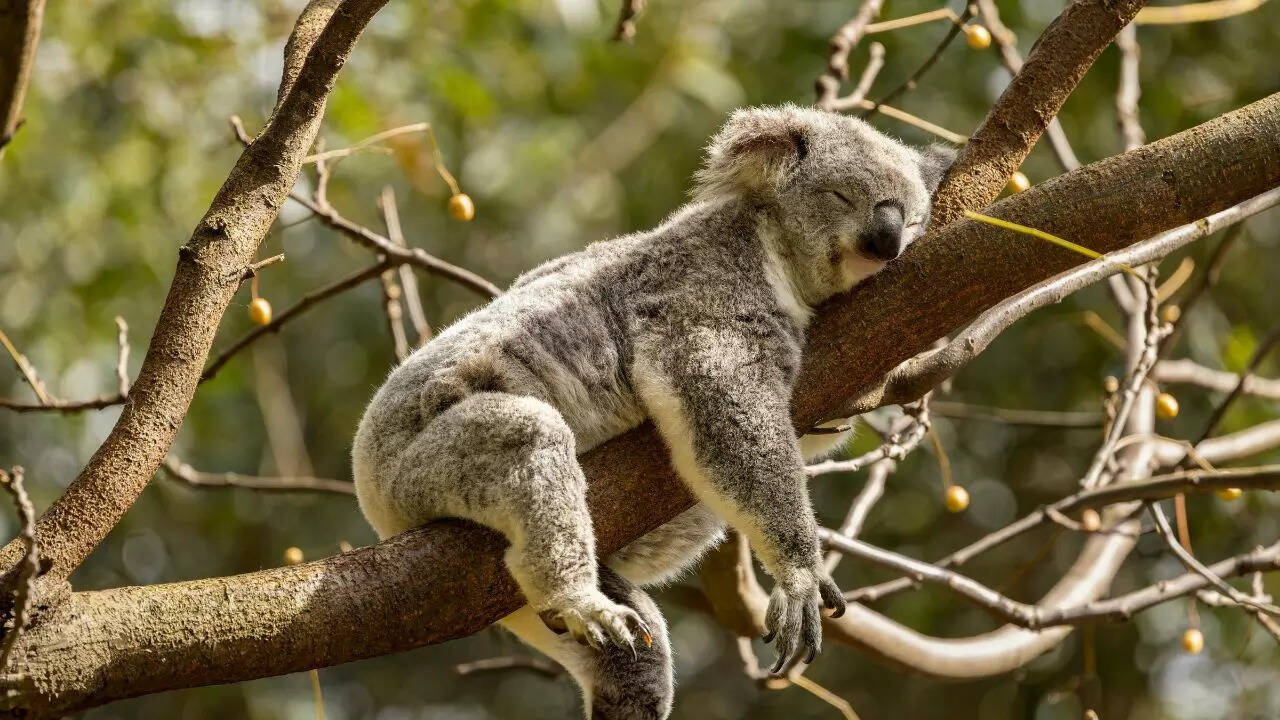 What happens when a koala can’t find a mate? Its calm and unexpected ...