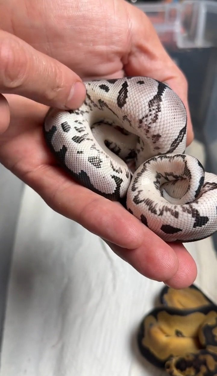 These snakes are unbelievable! We get to see how the clown gene ...