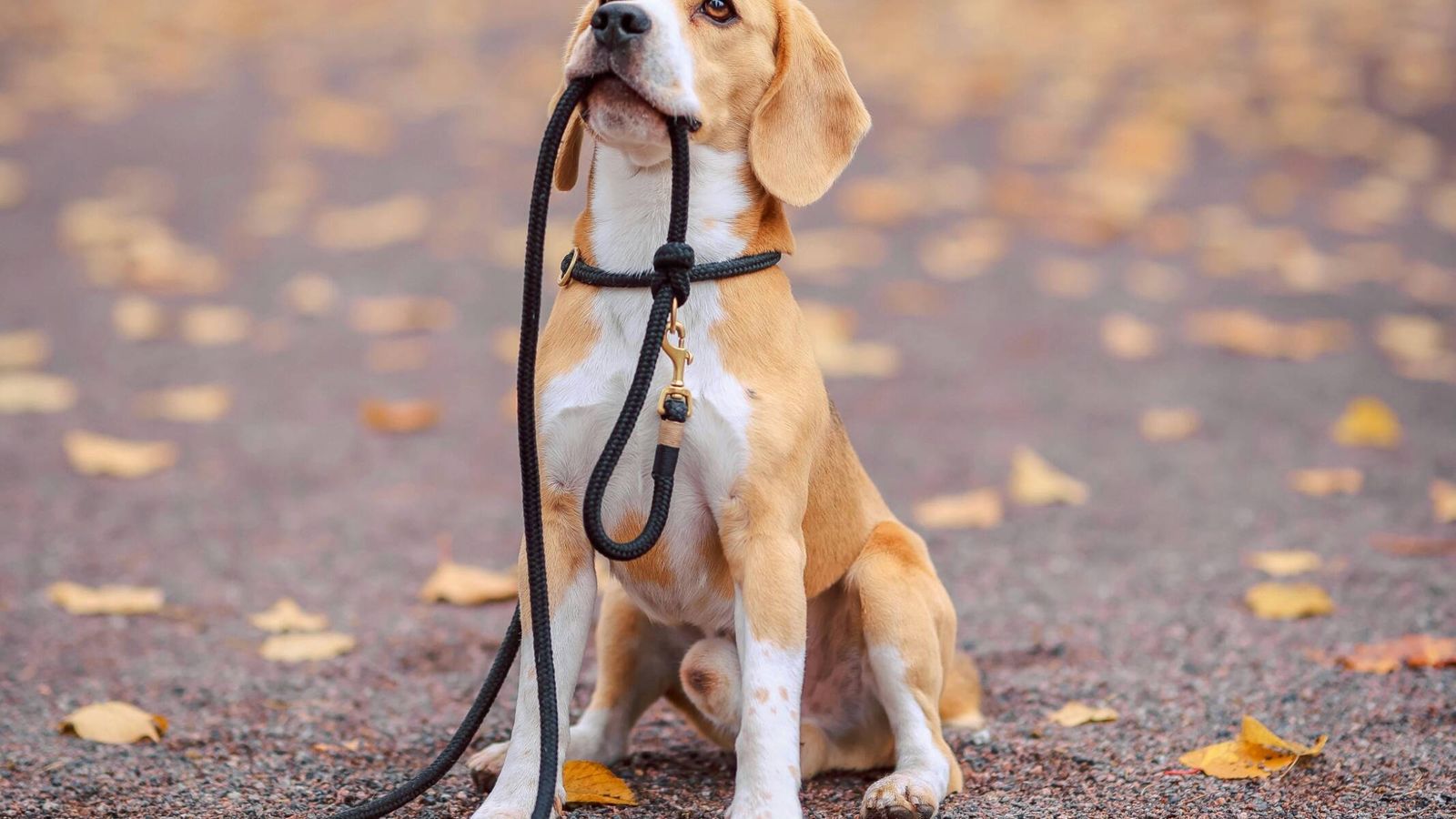 ¿Cómo funcionan los 5 sentidos de los perros? La habilidad que no ...