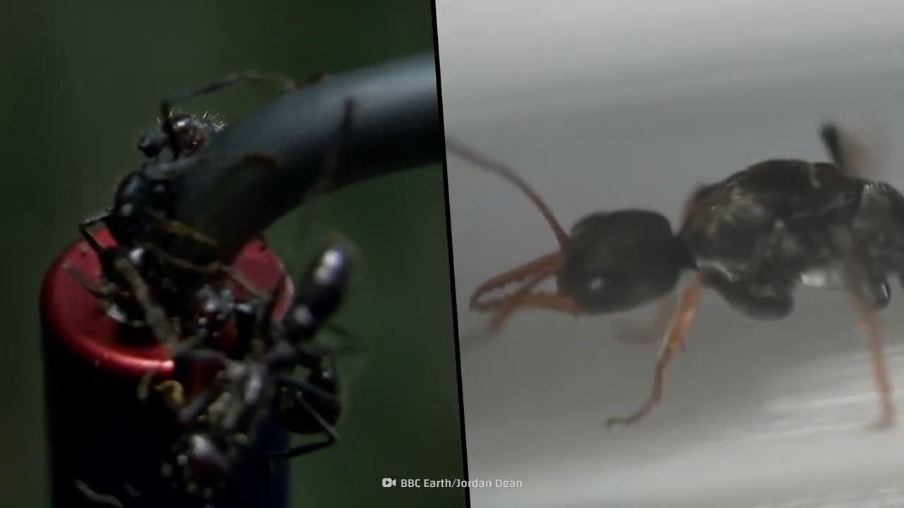 Bull ant or bullet ant - the hidden risks behind their powerful toxins