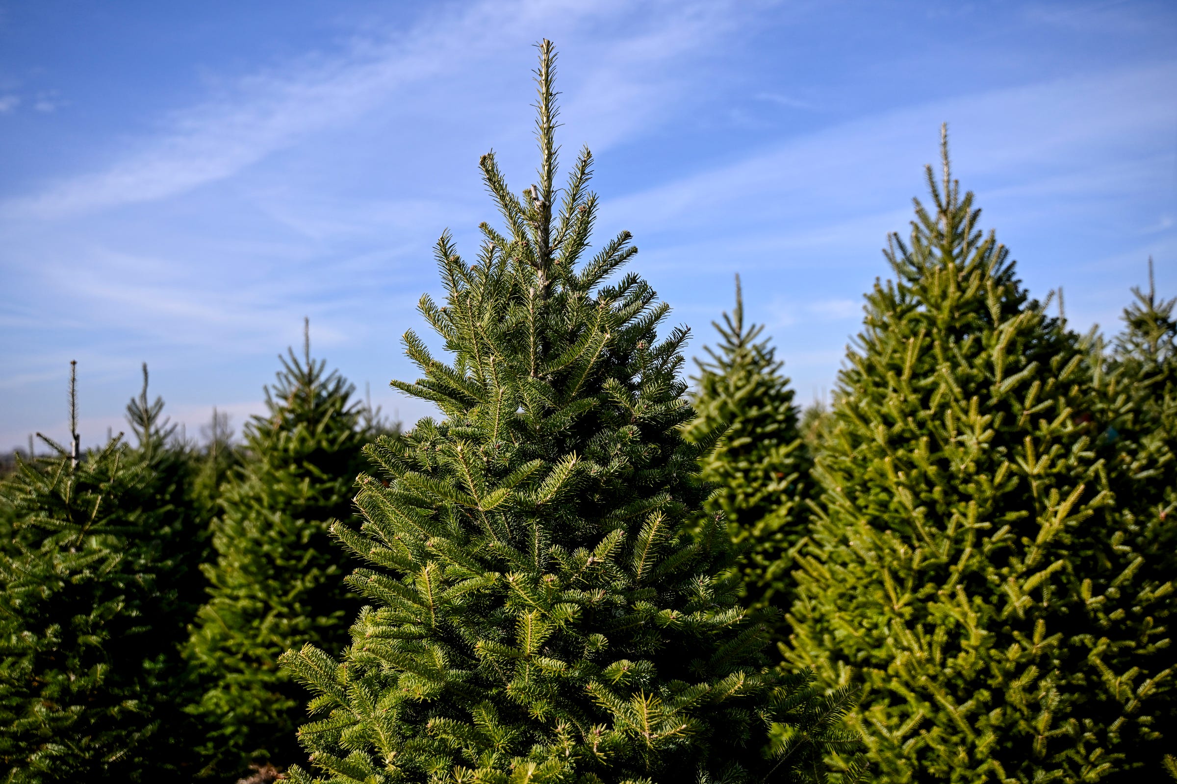 Make some merry memories at these Beaver County Christmas tree farms