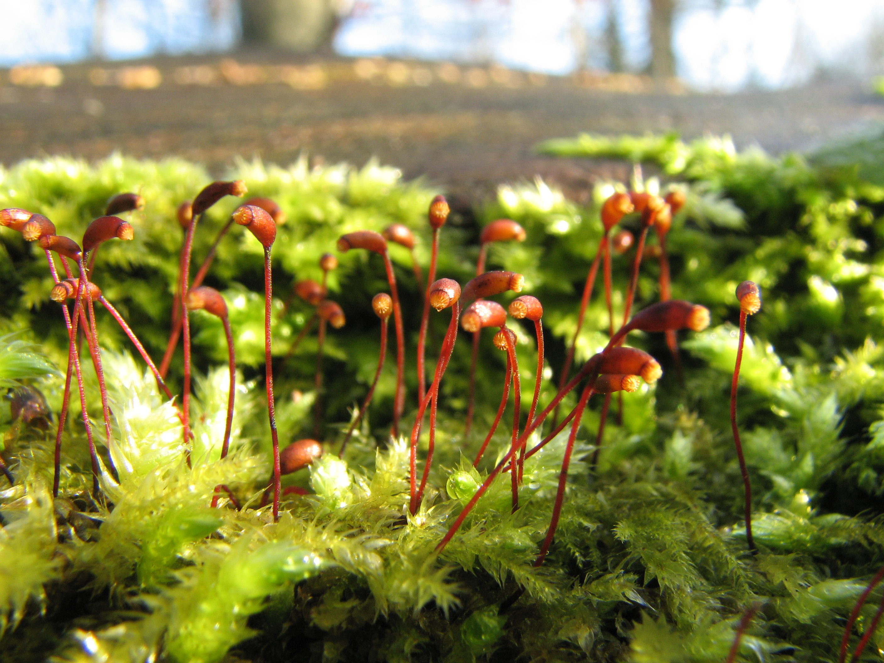 Moss Spores Endure Harsh Space Exposure, Paving Way for Off-World ...