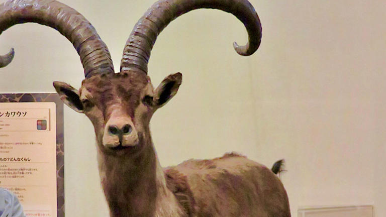 We Can Bring Extinct Species Back To Life - But Should We?