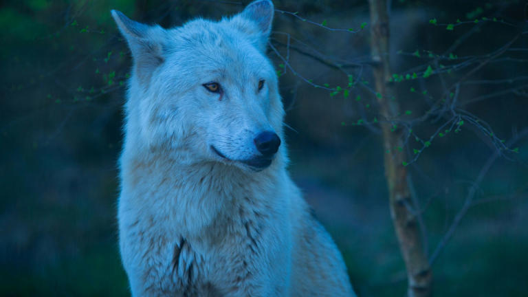 We Can Bring Extinct Species Back To Life - But Should We?