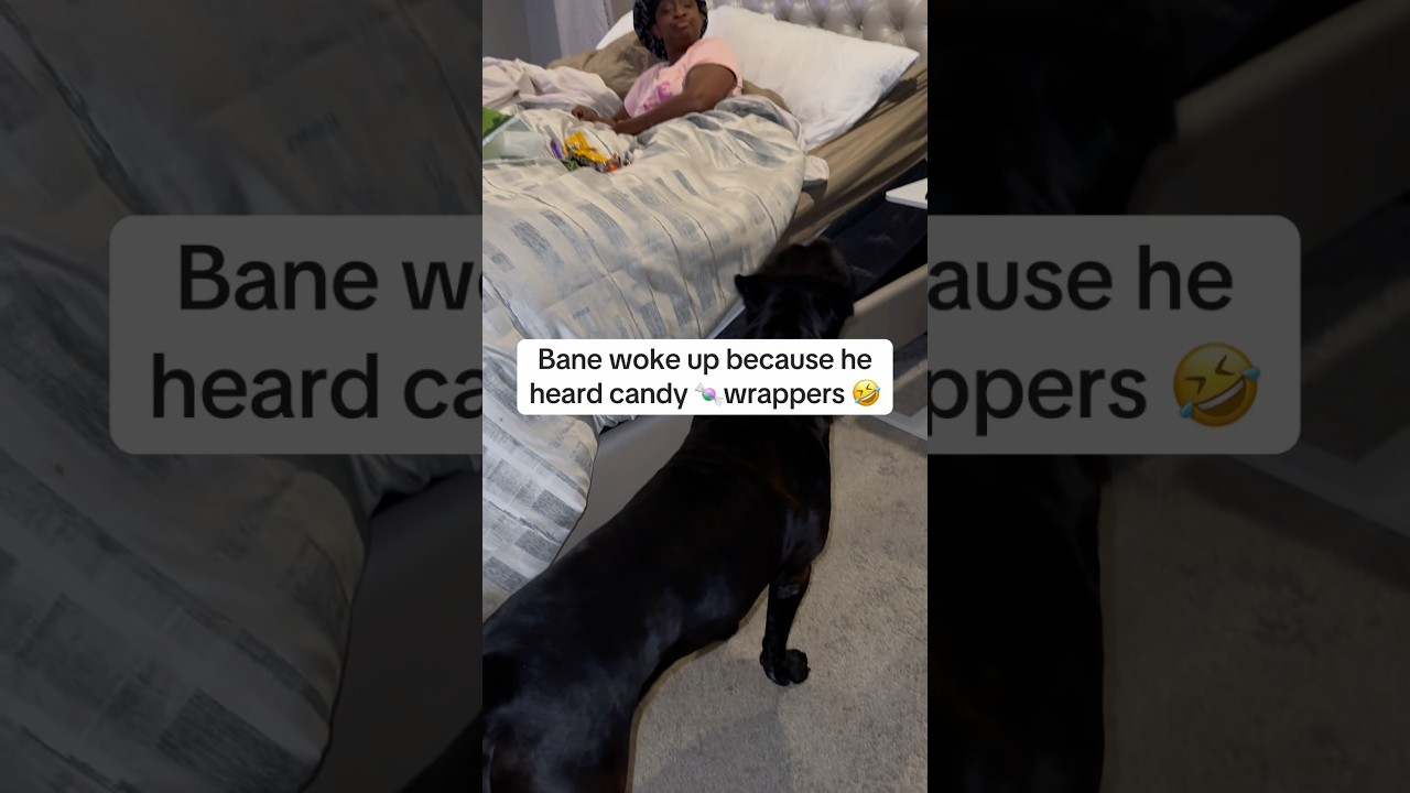 Dog wakes up when he hears mom open candy