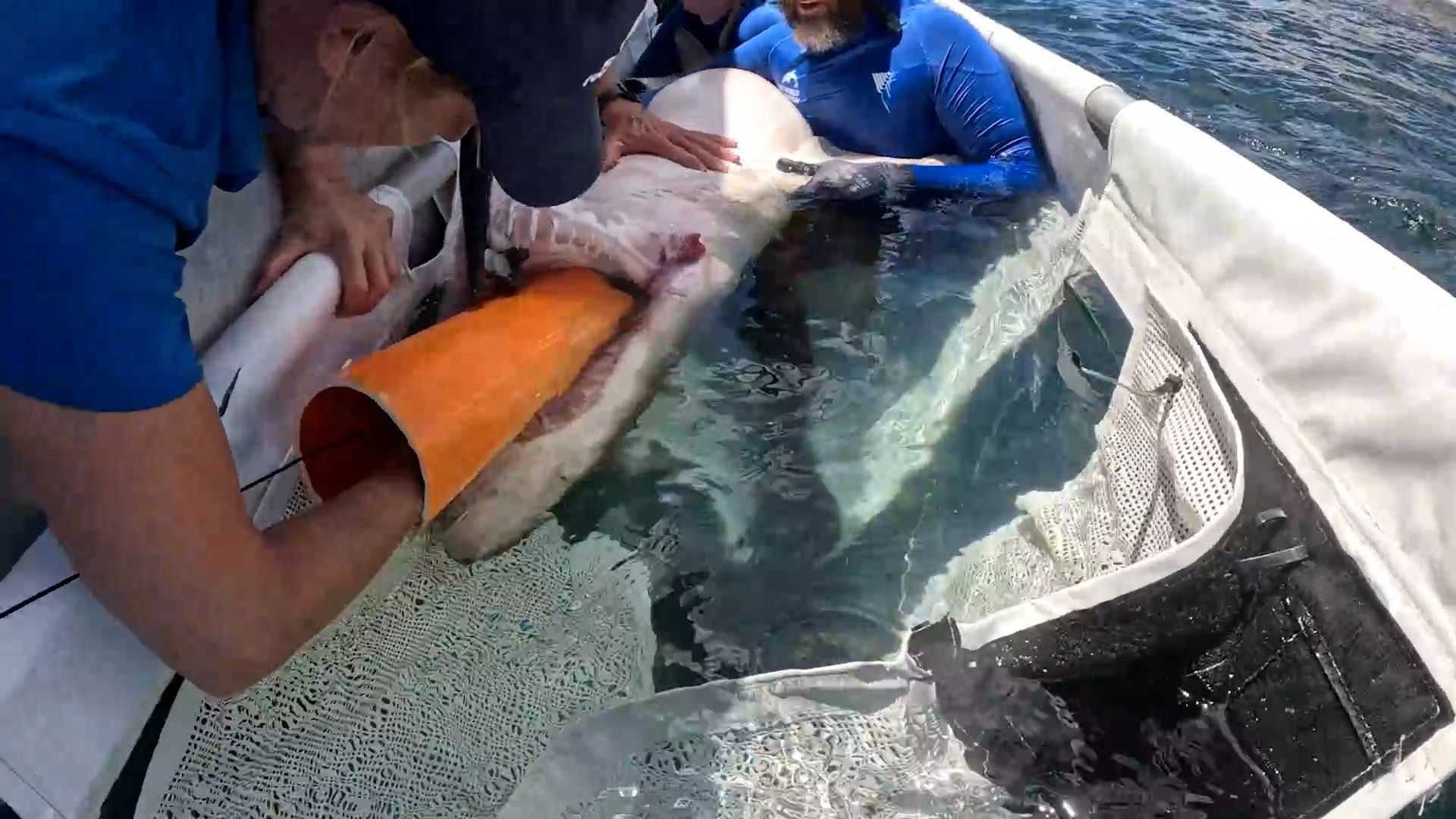 Shark with hook stuck in stomach rescued by Sea World Foundation