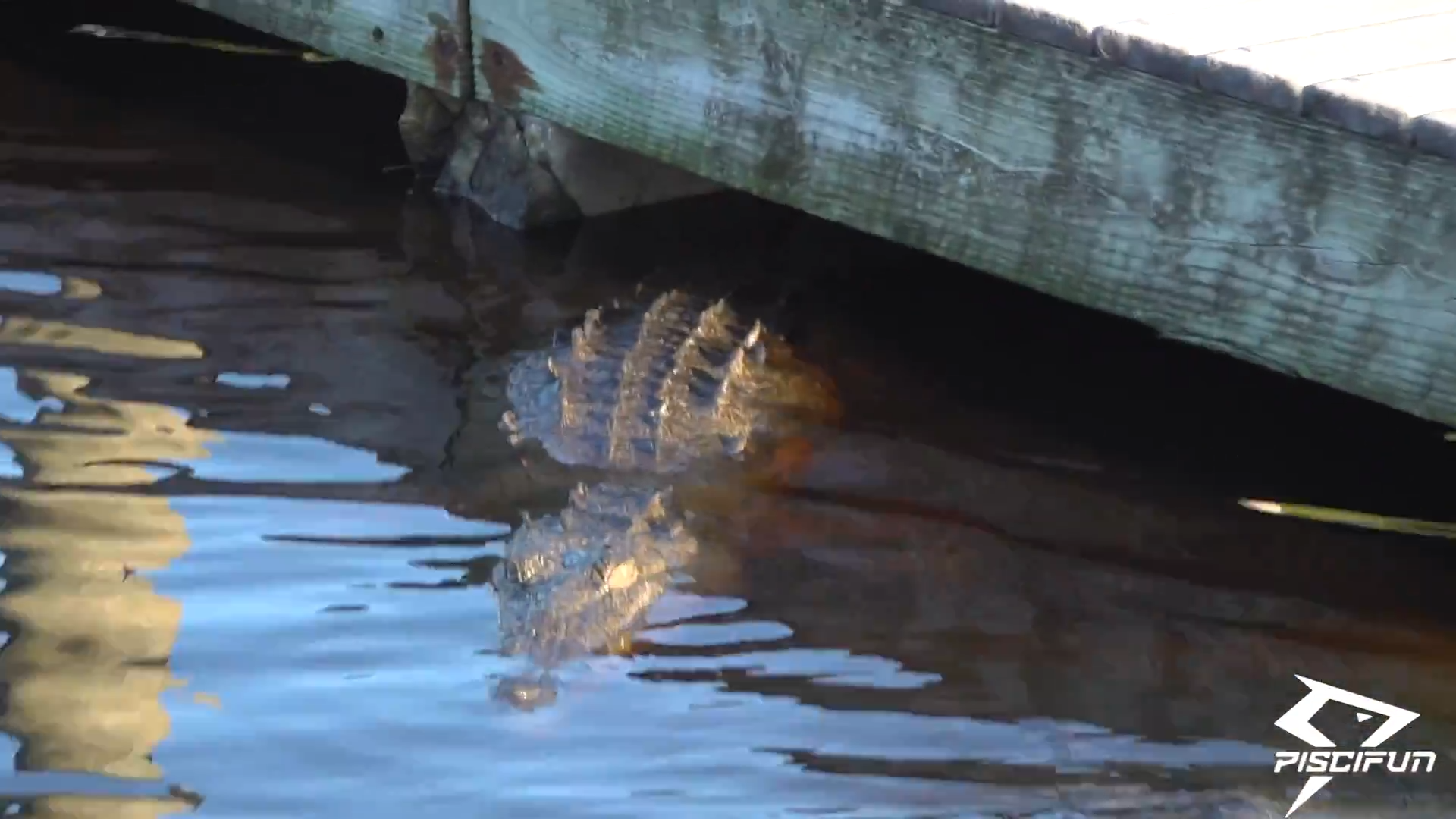 What happens when crocs surround your boat