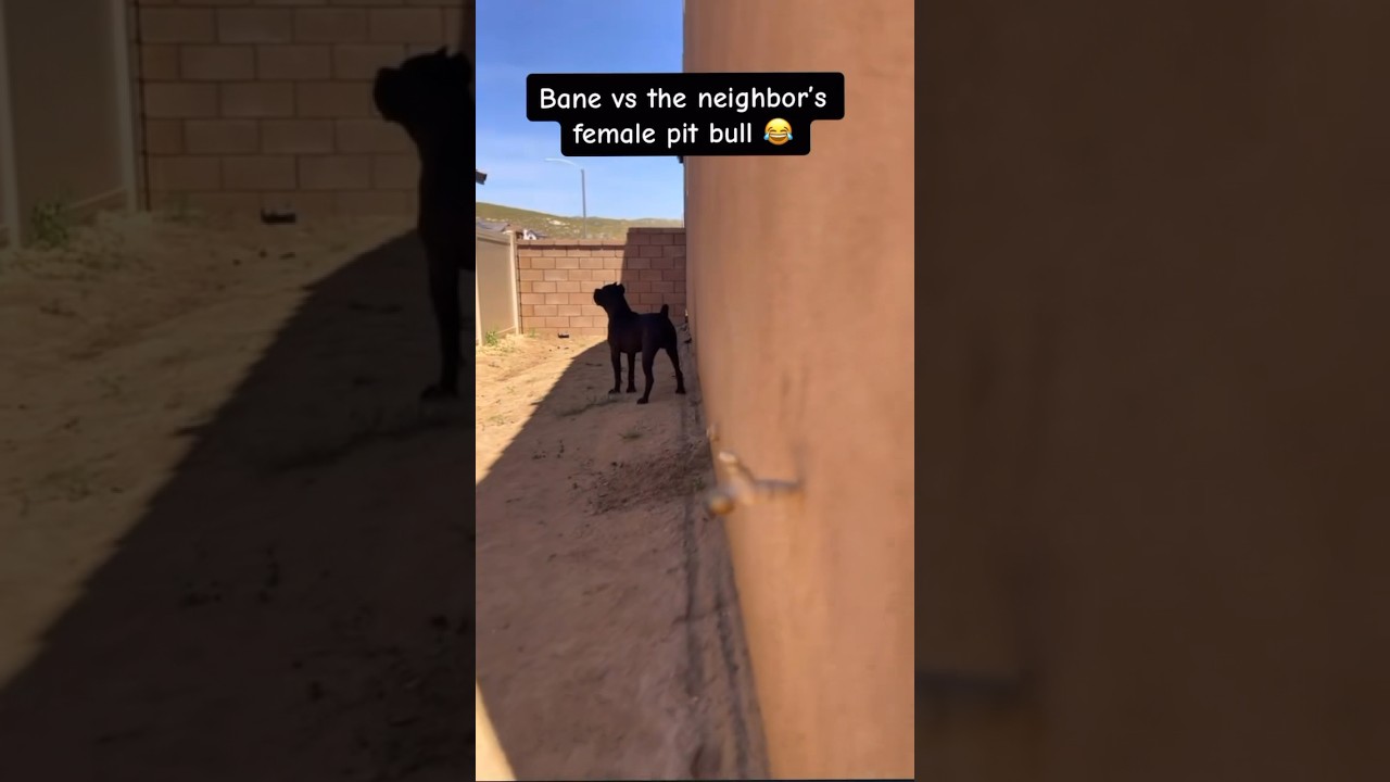 Dog faces off against the neighbor’s female pit bull