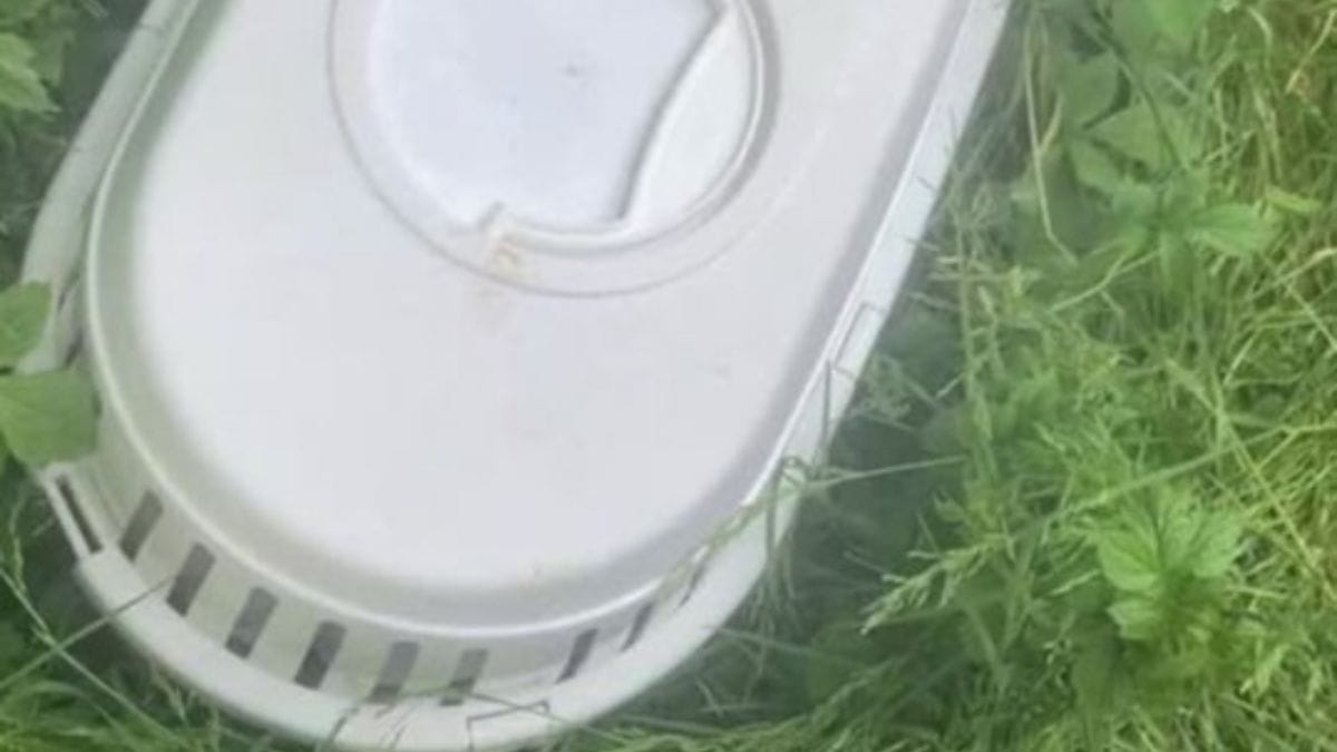 Walkers find cat carrier in the middle of a forest and it isn't empty