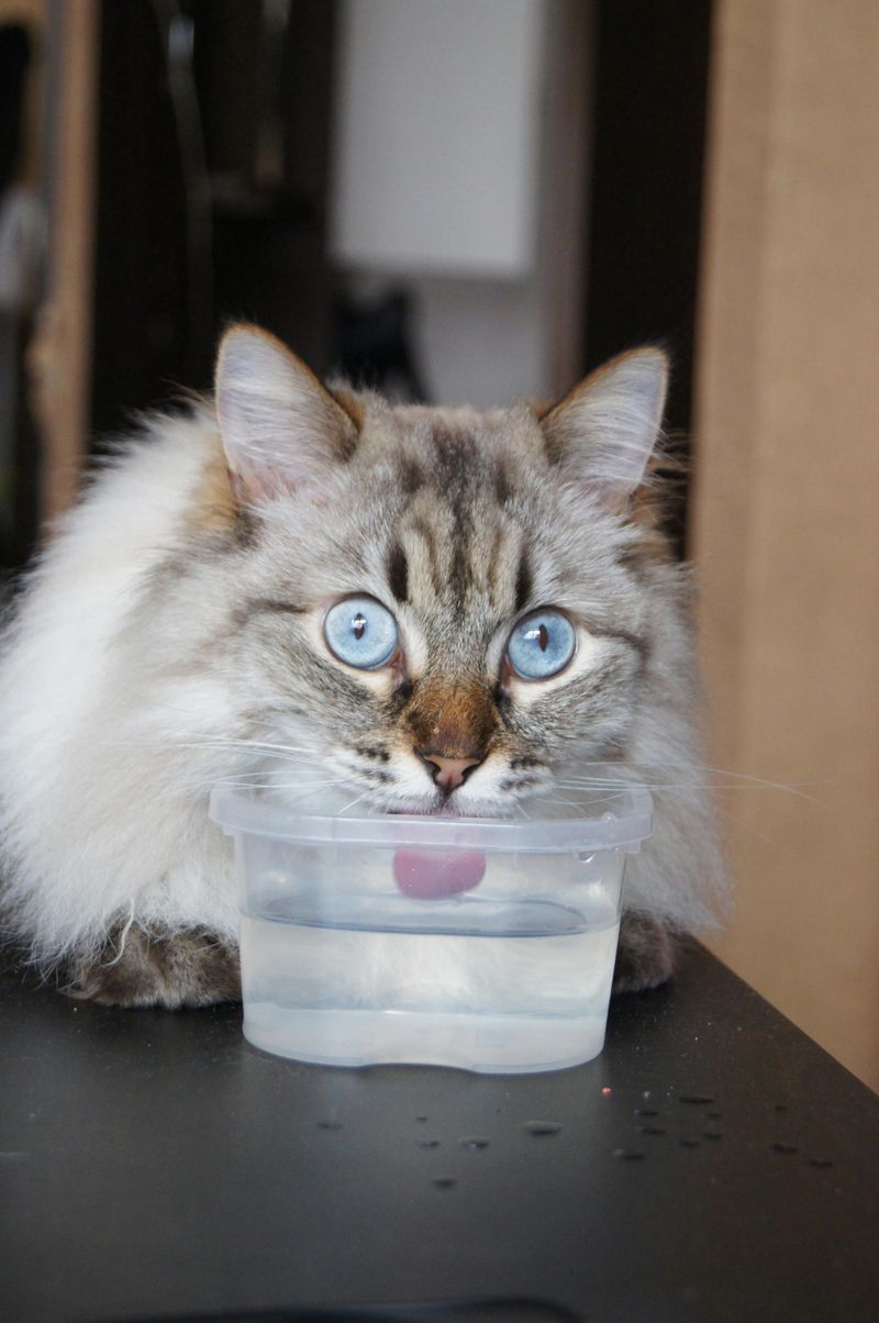 8 Health Red Flags Every Cat Owner Needs To Know