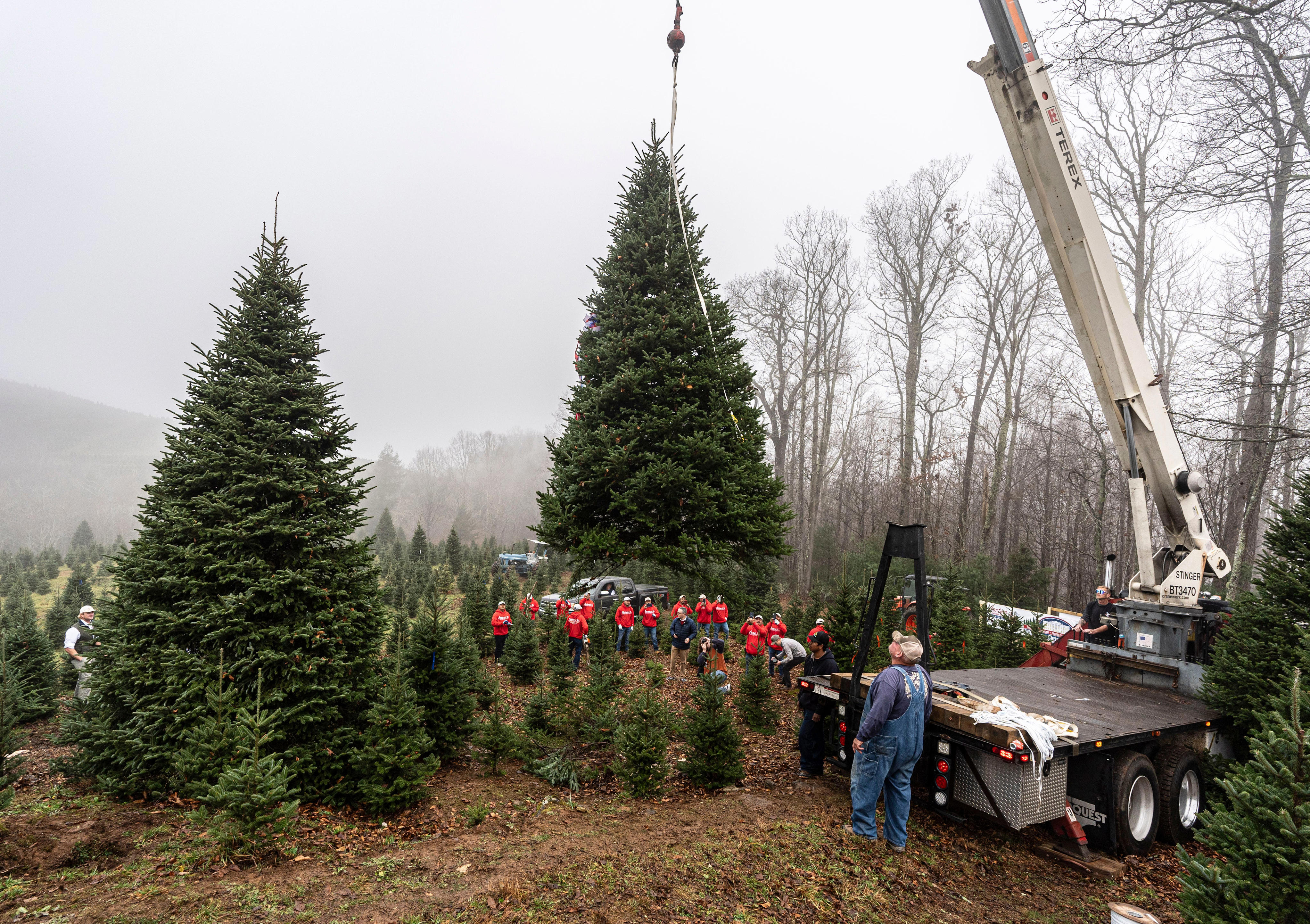 Christmas trees face 'perfect storm' of disease, drought