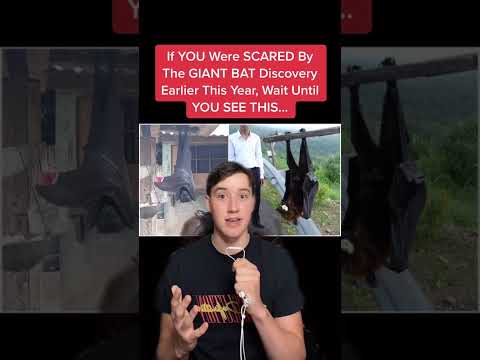 How a giant bat discovery captured public fascination worldwide