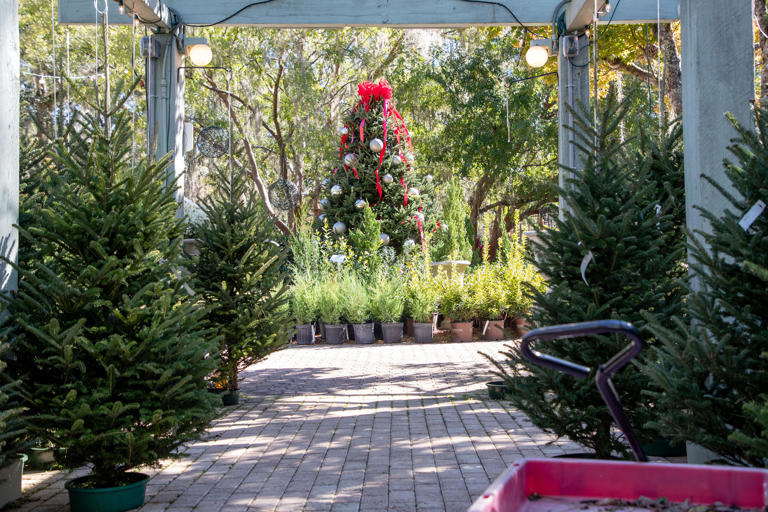 Here's where to cut down your own Christmas tree in Tallahassee area