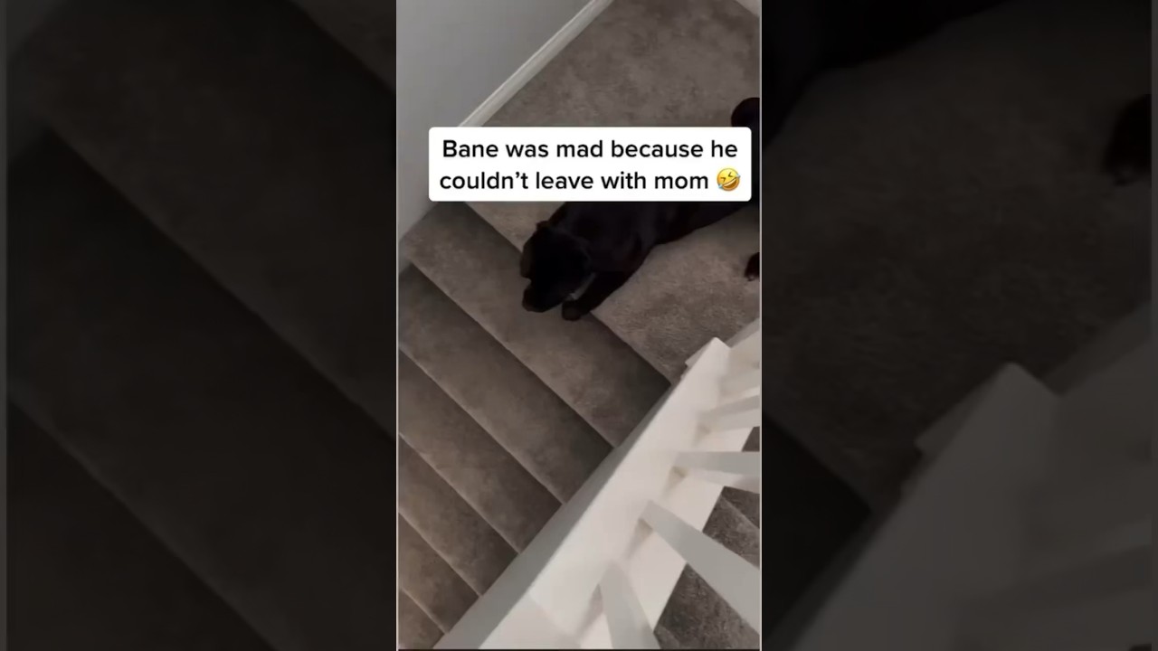 Dog insists on going everywhere mom goes without fail