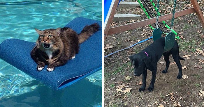 We’ve Gathered Pics Of Animals Getting Themselves Stuck: Here Are The ...