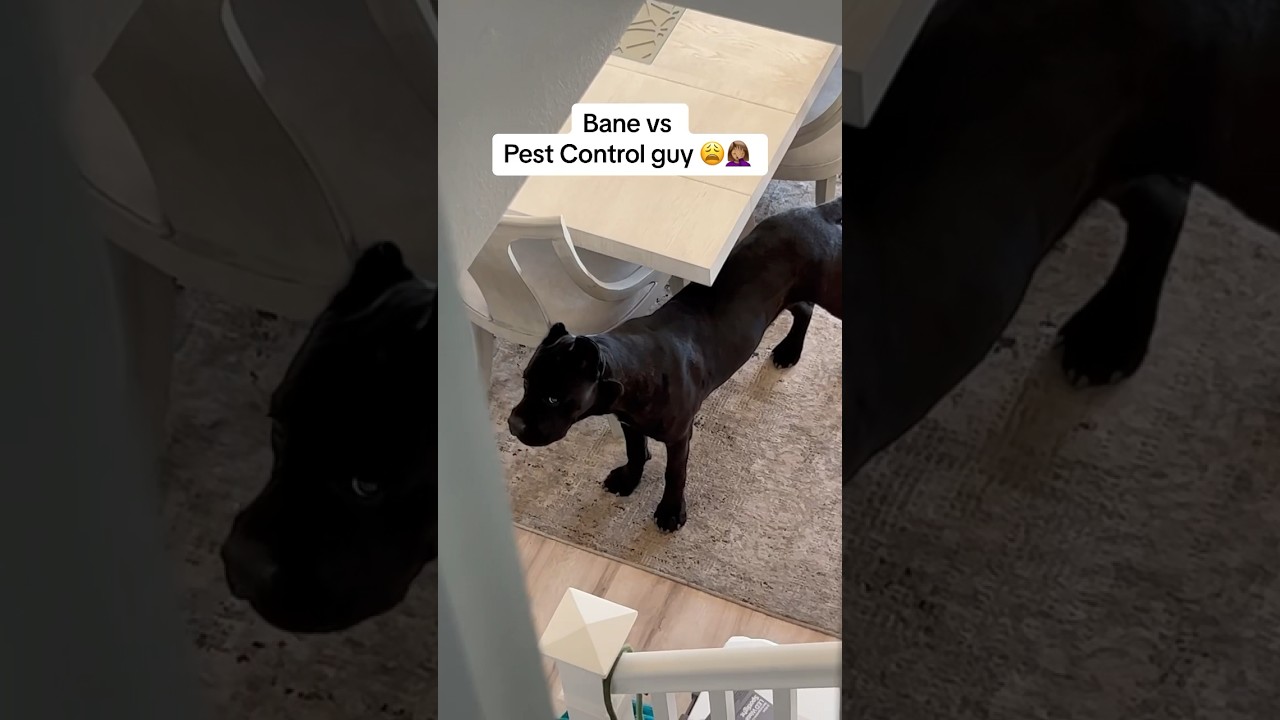 Dog tries to guard the house when the pest control guy arrives