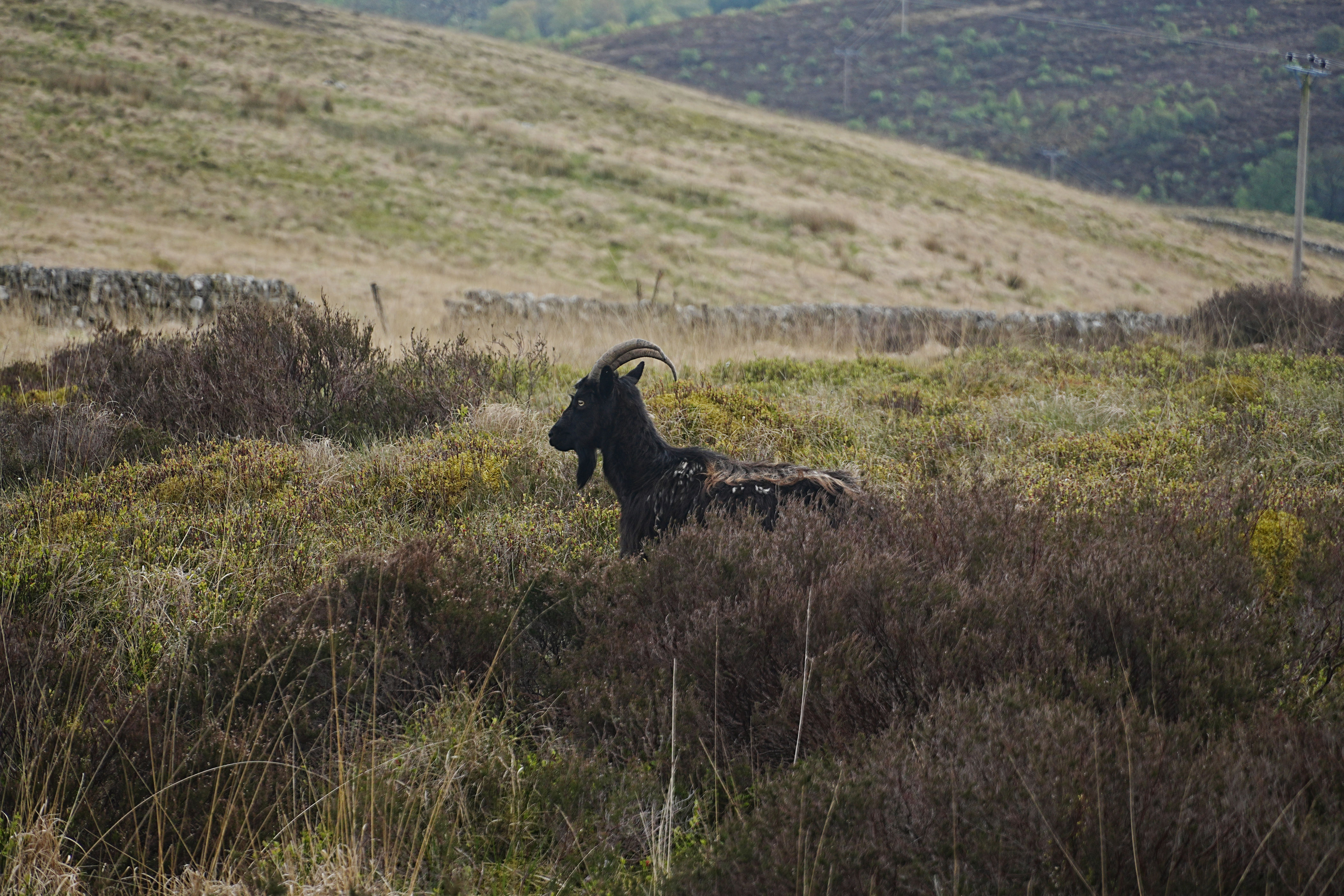 Petition in response to Langholm feral goat cull reaches 20,000