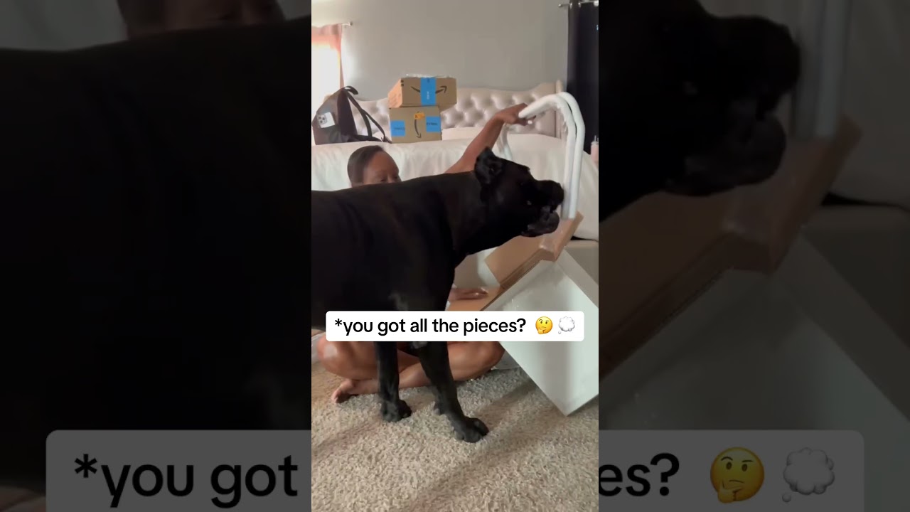 Funny dog attempts to assist mom putting together furniture
