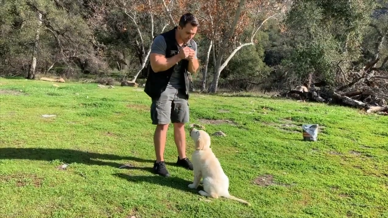 What really happens when dogs learn new verbal commands