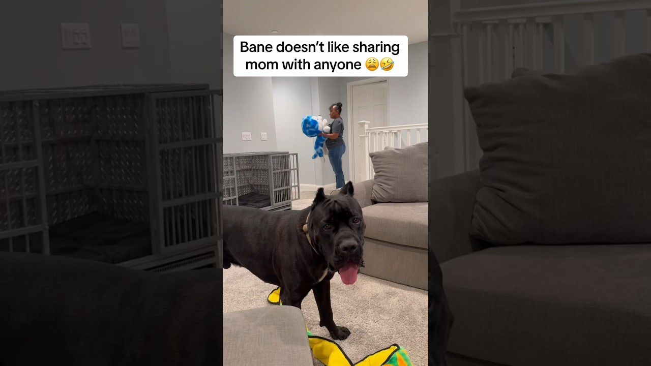 Dog is not having any of it and makes it very clear