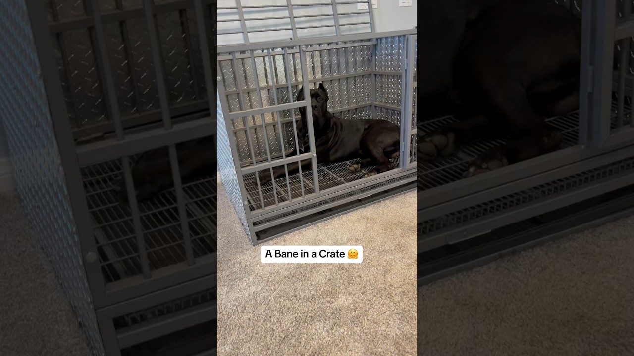 Big dog enjoys crate time like it’s a five-star resort