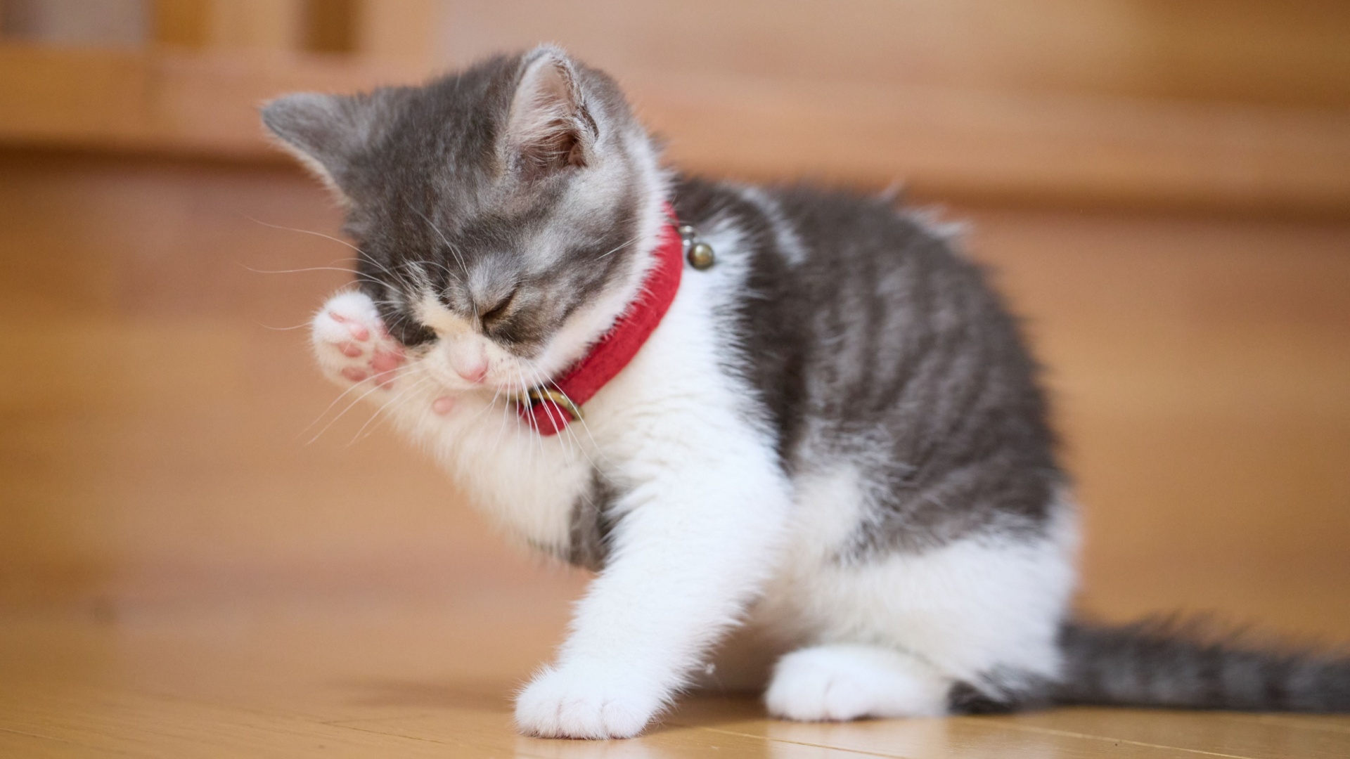 8 Health Red Flags Every Cat Owner Needs To Know