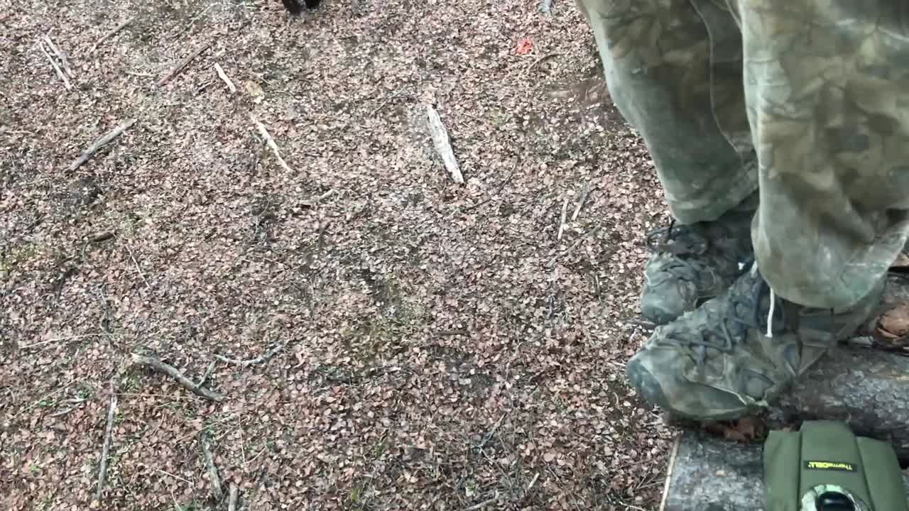 Bears Climb Tree to Investigate Photographer