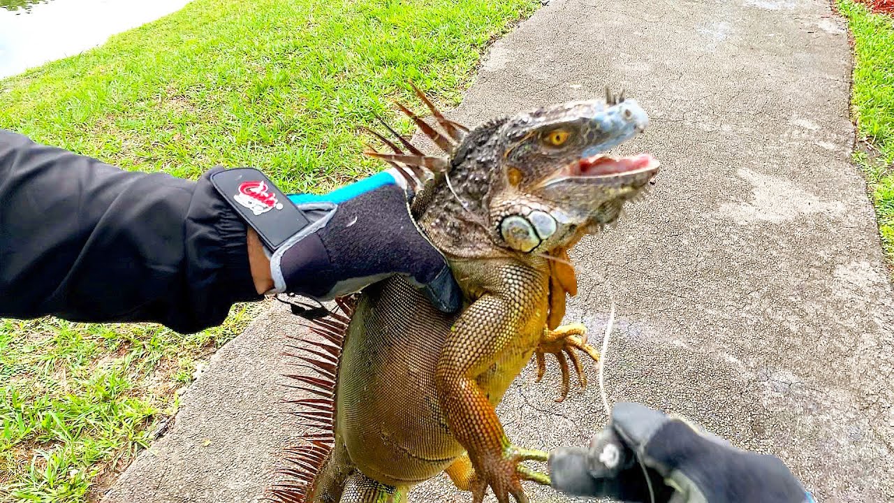 How the iguana invasion got this out of control