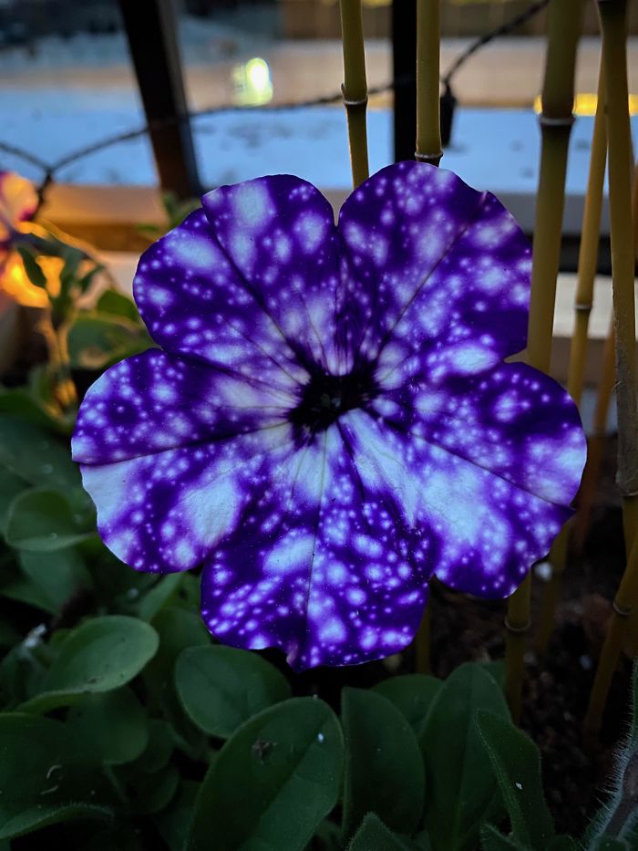 50 ‘Mildly Interesting’ Things Spotted In Nature That Are Actually ...