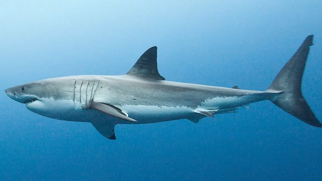 The sharks and beasts humans never encountered