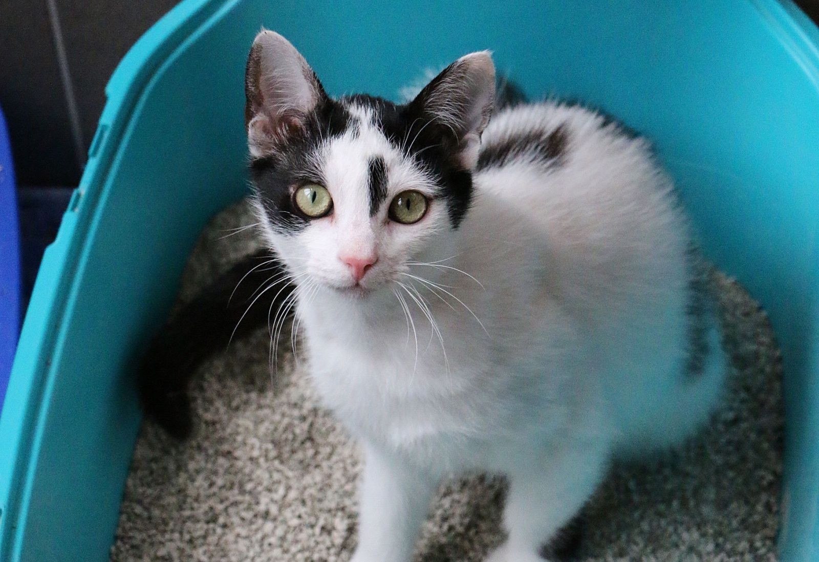 8 Health Red Flags Every Cat Owner Needs To Know