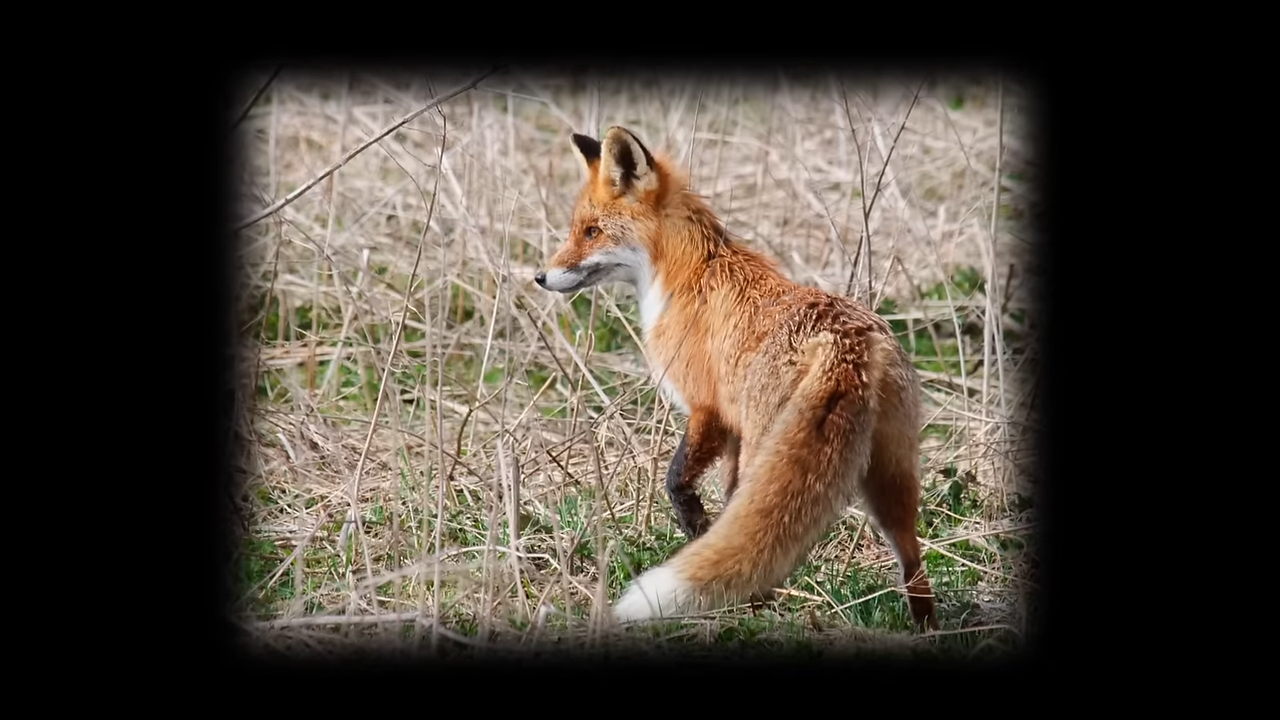 How Russian researchers reshaped animal behavior and sparked global debate